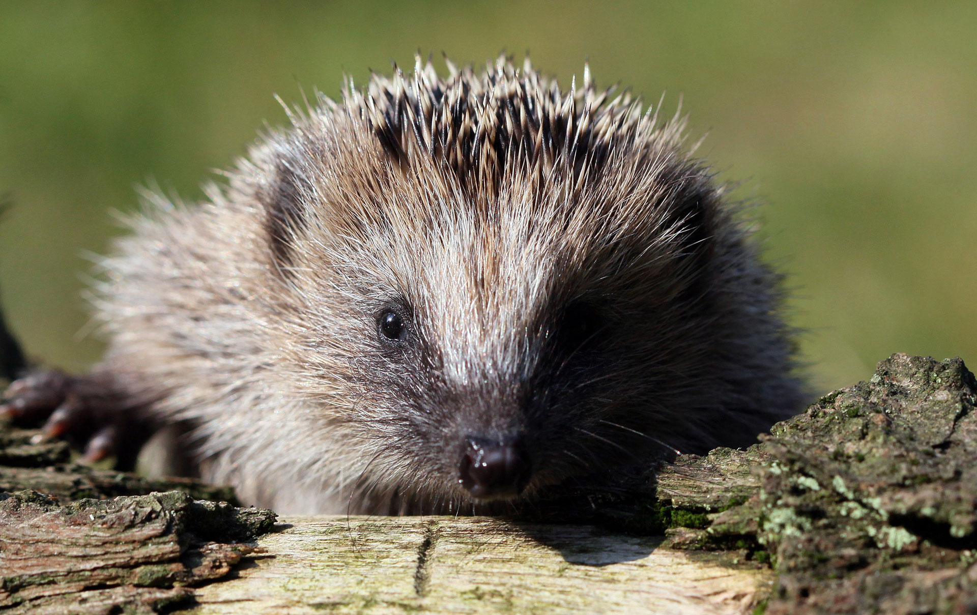 Igel auf Roter Liste bedrohter Arten – Ist er dem Aussterben nah?