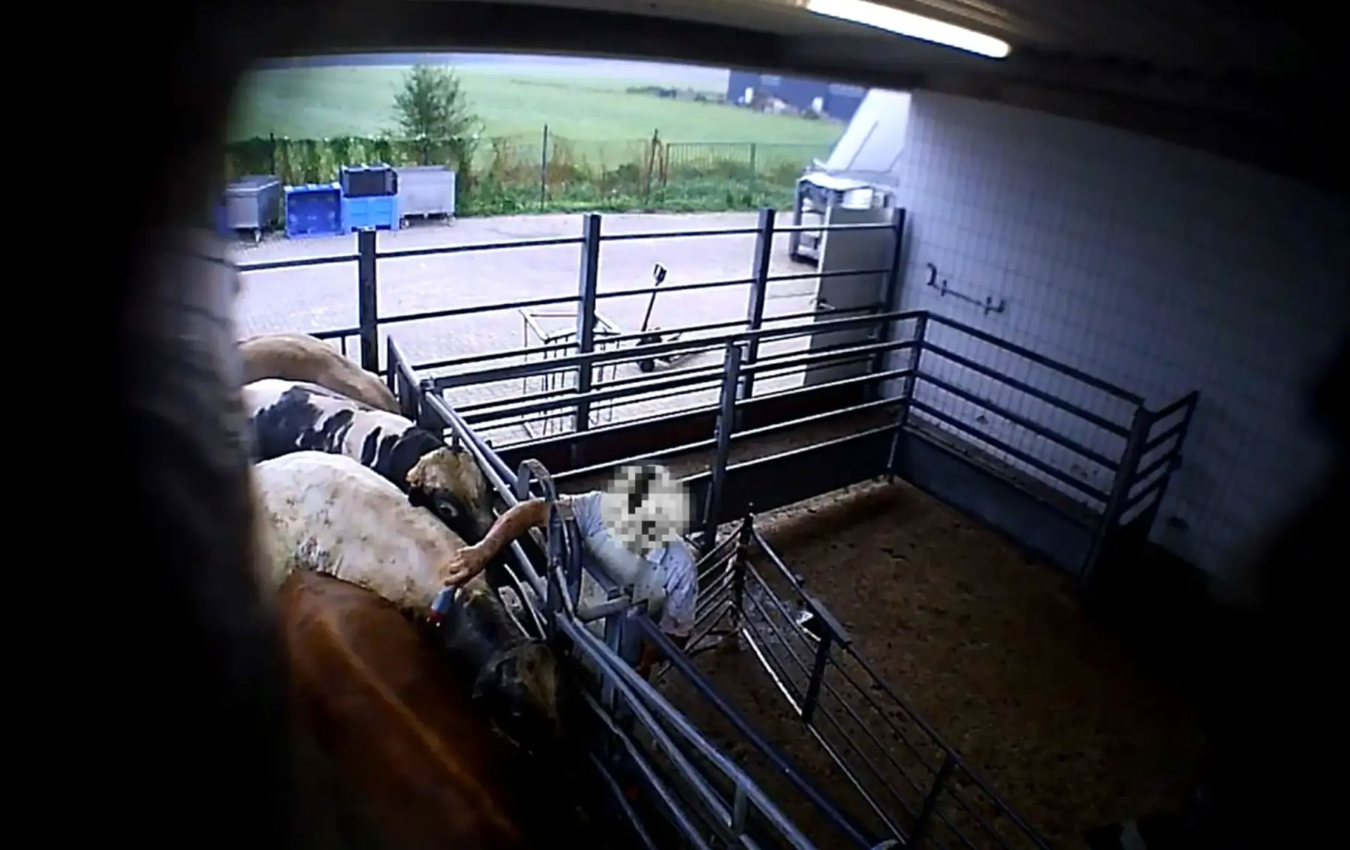 Schlachthof muss schließen: Aktivist spricht von Massaker